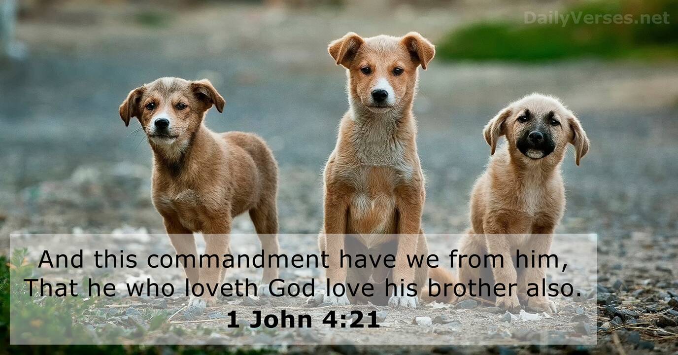 1 John 4 21 Bible Verse KJV DailyVerses
