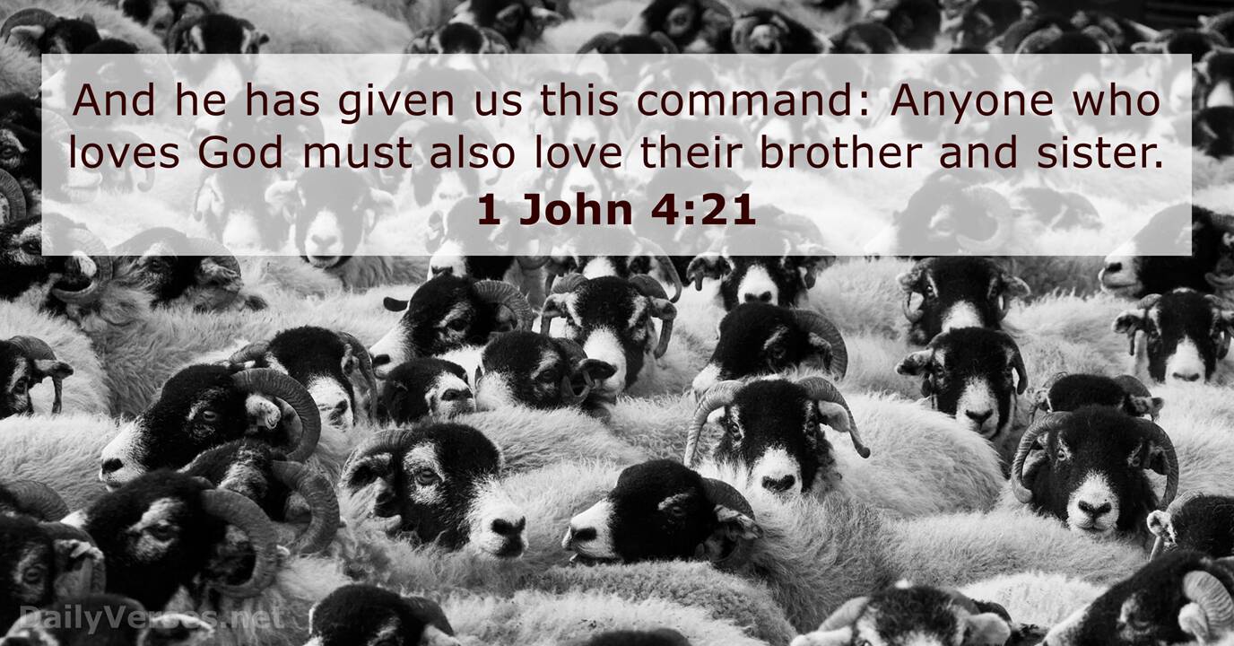 1 John 4 21 Bible Verse DailyVerses