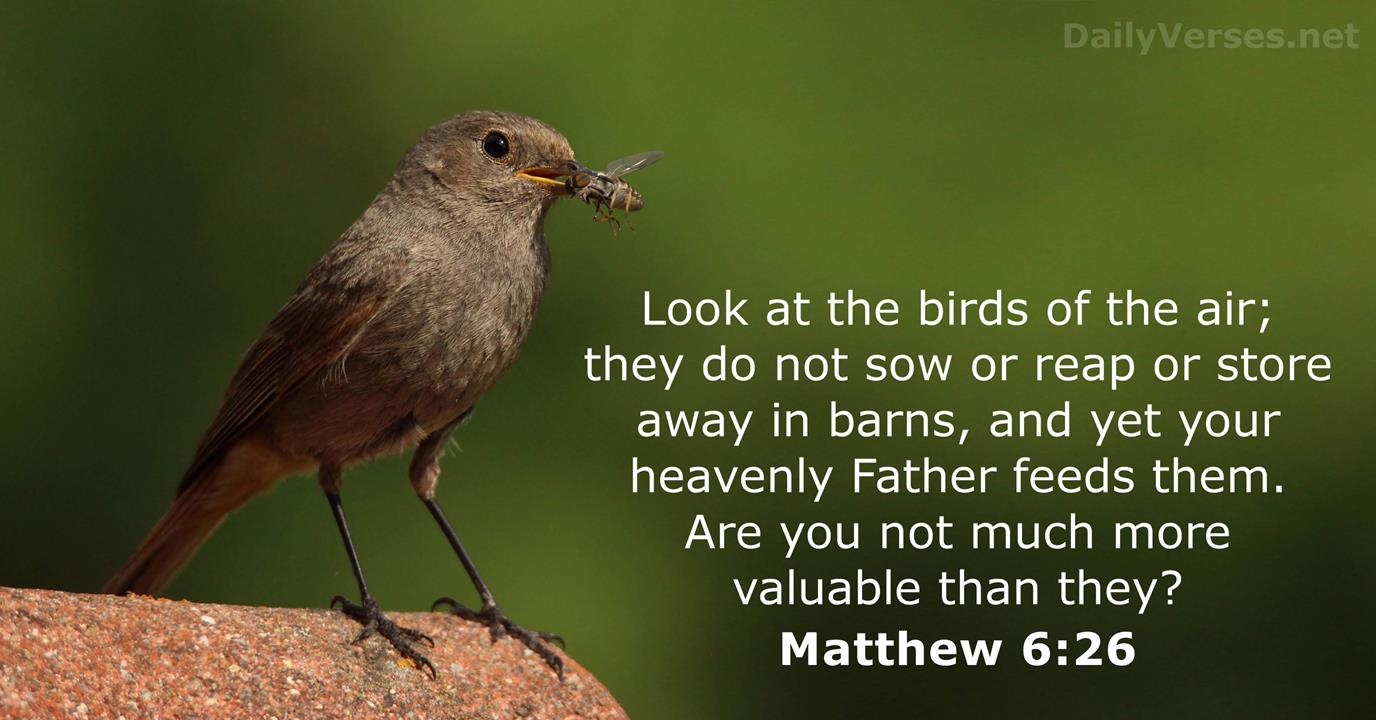 Matthew 6 26 Bible Verse DailyVerses Matthew 6 26 Bible Verse DailyVerses