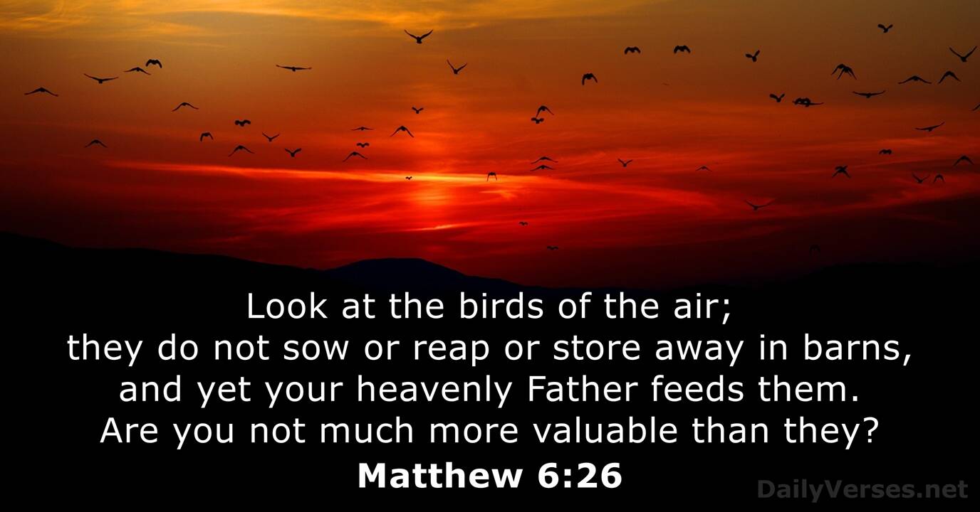 Matthew 6 26 Bible Verse DailyVerses Matthew 6 26 Bible Verse DailyVerses